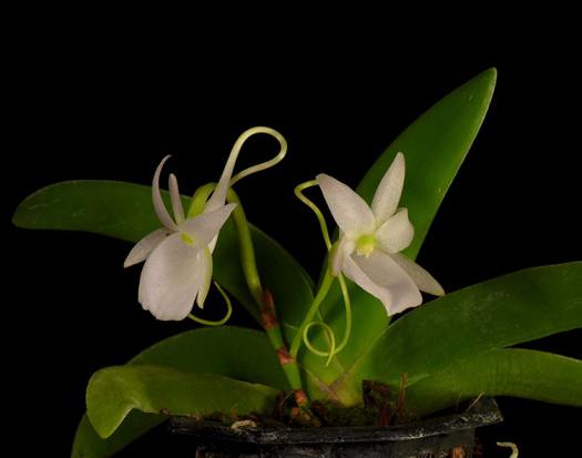 Southern California Orchid Species Society