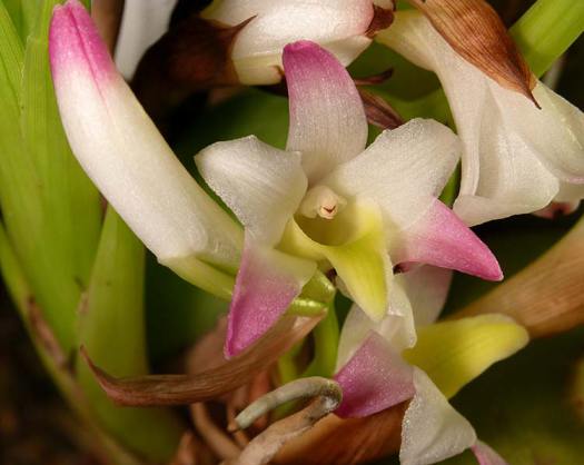 Southern California Orchid Species Society
