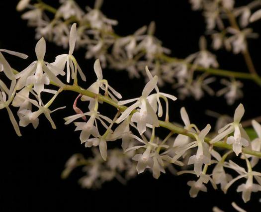 Southern California Orchid Species Society