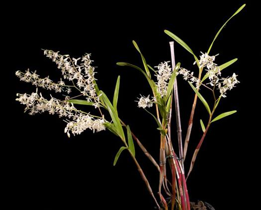Southern California Orchid Species Society