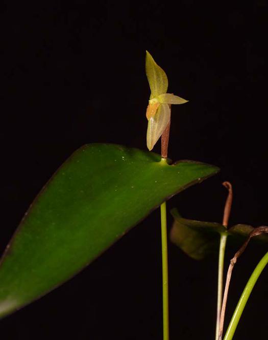 Southern California Orchid Species Society