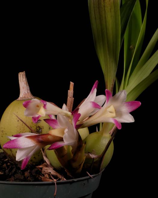 Southern California Orchid Species Society