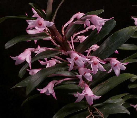 Southern California Orchid Species Society