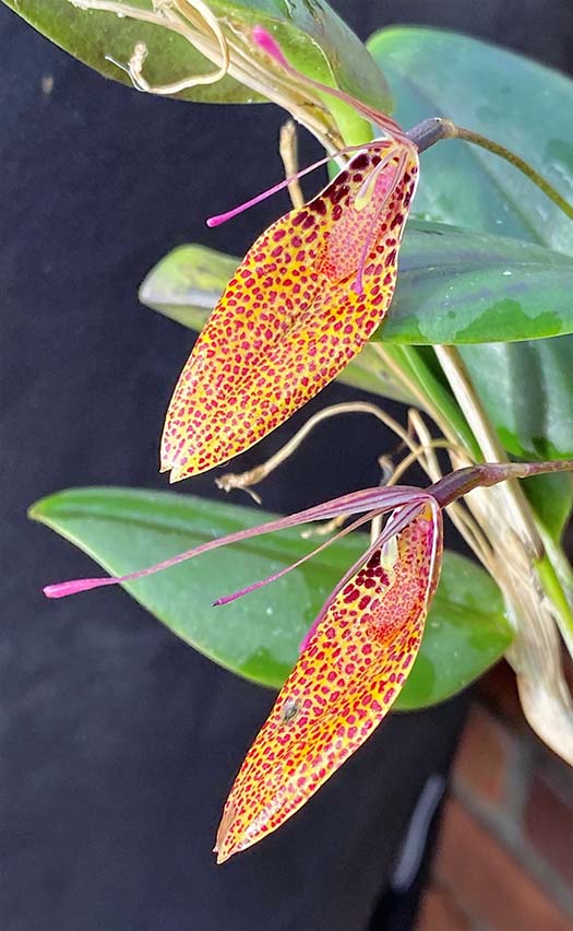 Southern California Orchid Species Society