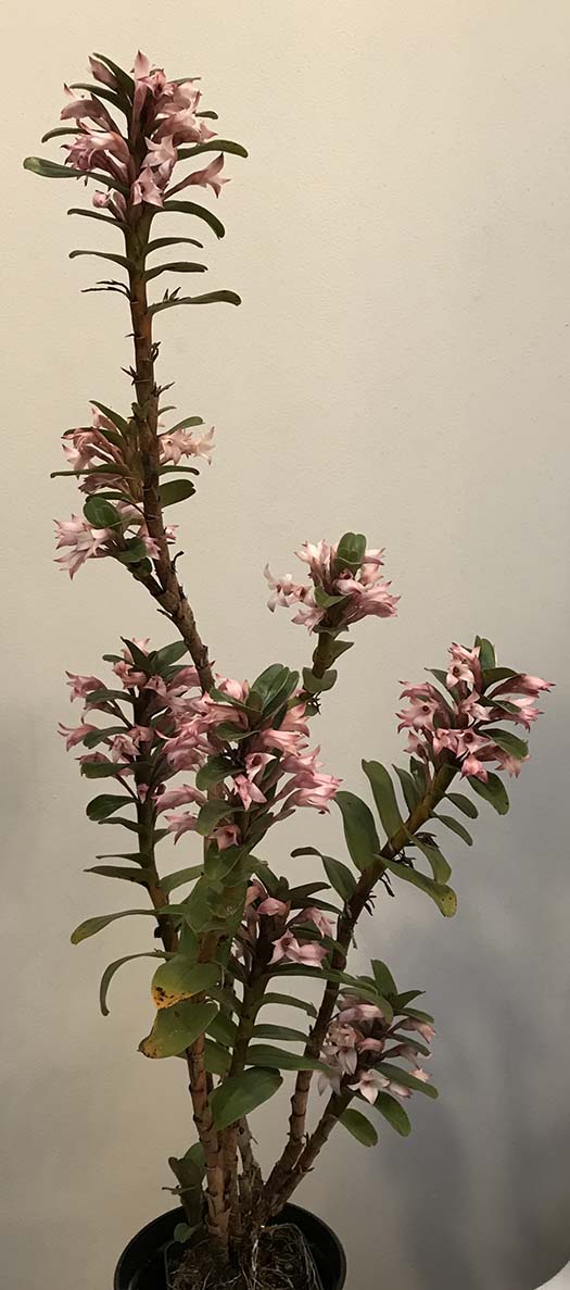 Southern California Orchid Species Society