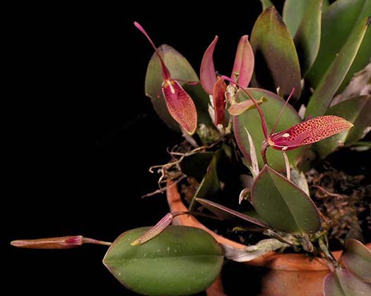 Southern California Orchid Species Society