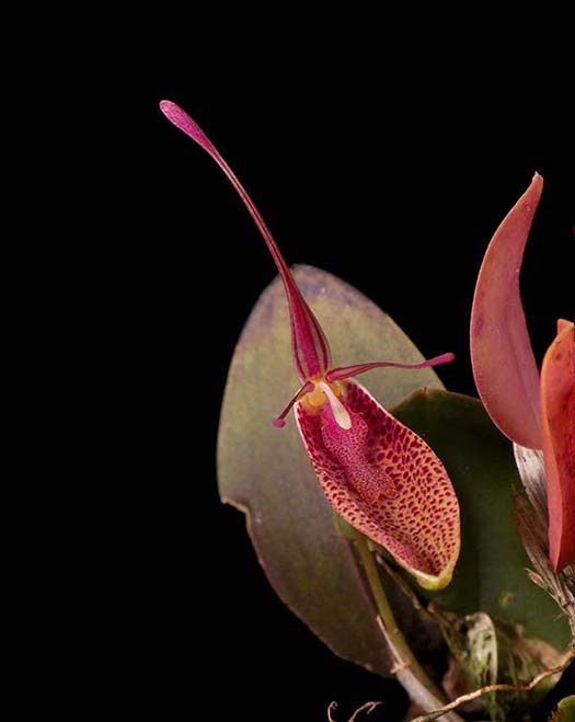 Southern California Orchid Species Society