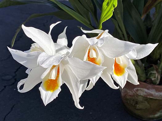 Southern California Orchid Species Society