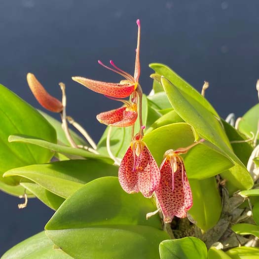 Southern California Orchid Species Society