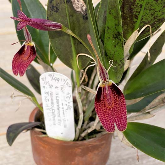 Southern California Orchid Species Society