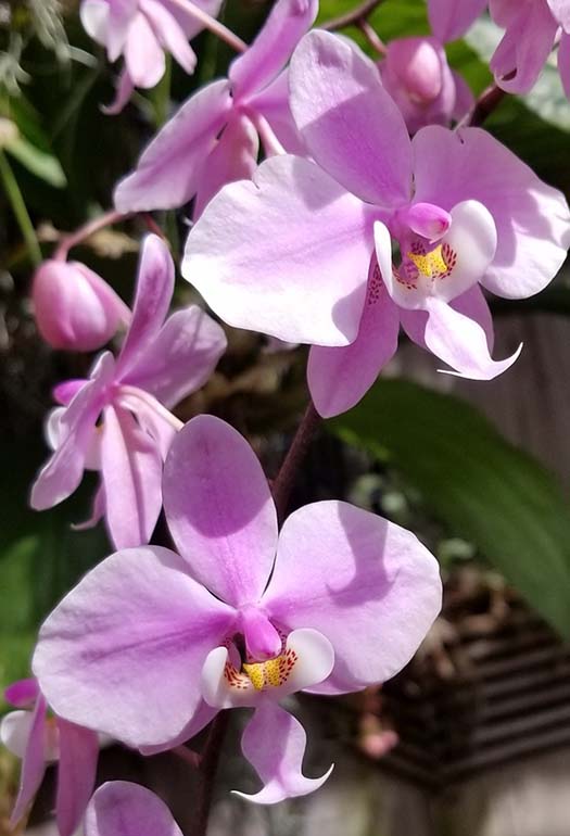 Southern California Orchid Species Society