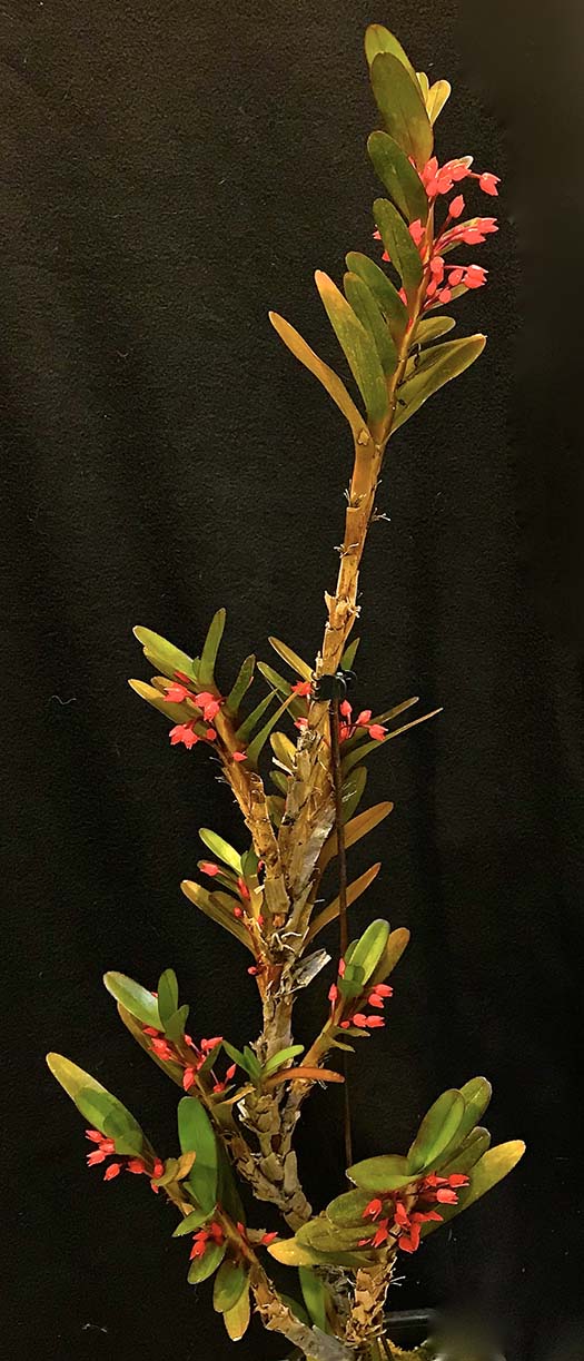 Southern California Orchid Species Society