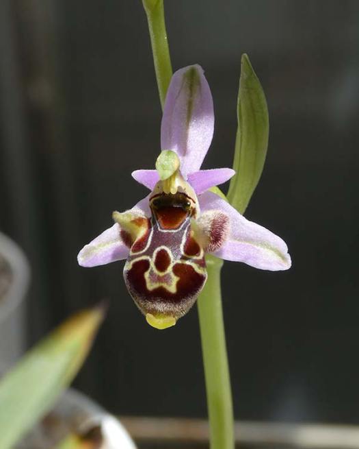 Southern California Orchid Species Society