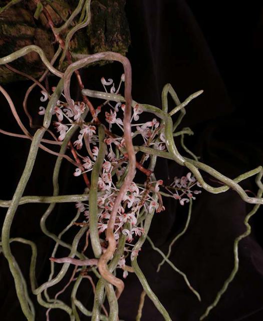 Southern California Orchid Species Society