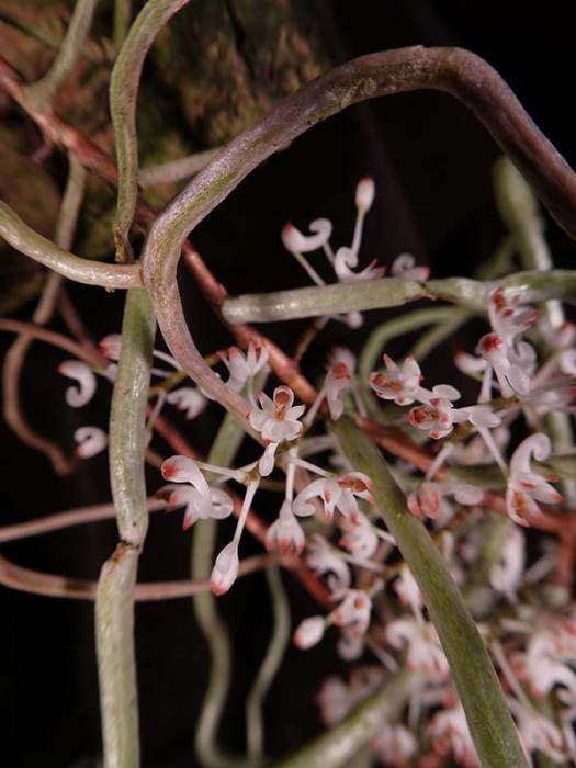 Southern California Orchid Species Society