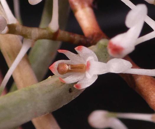 Southern California Orchid Species Society