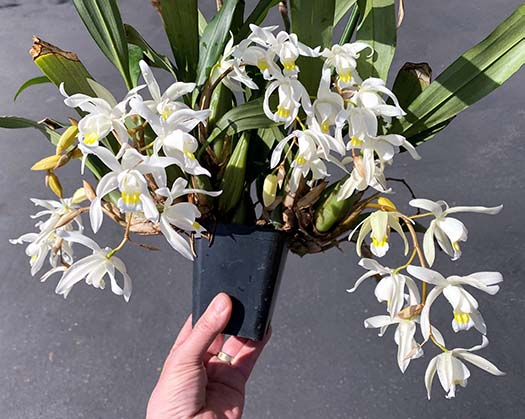 Southern California Orchid Species Society