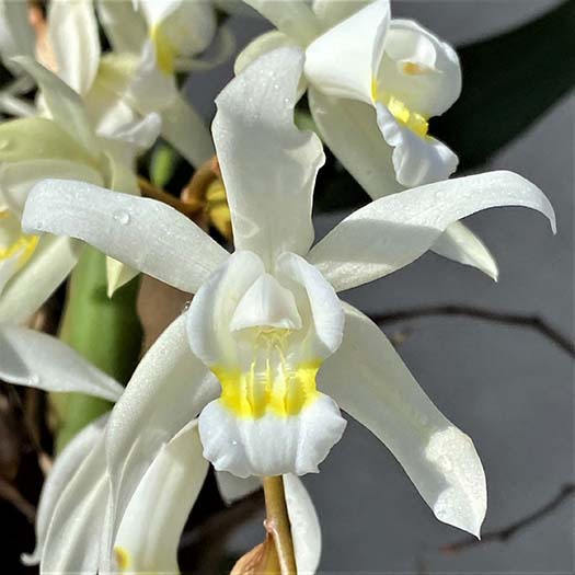 Southern California Orchid Species Society