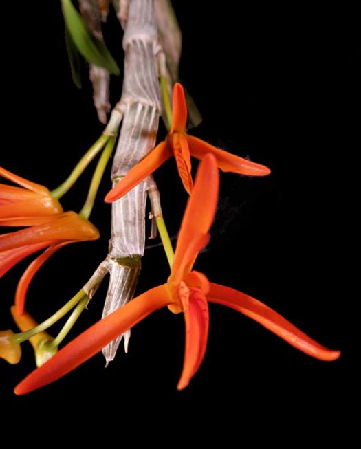 Southern California Orchid Species Society