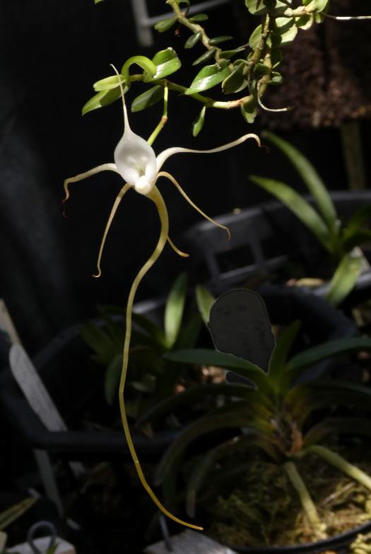 Southern California Orchid Species Society