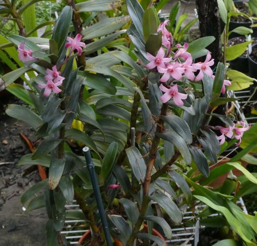 Southern California Orchid Species Society