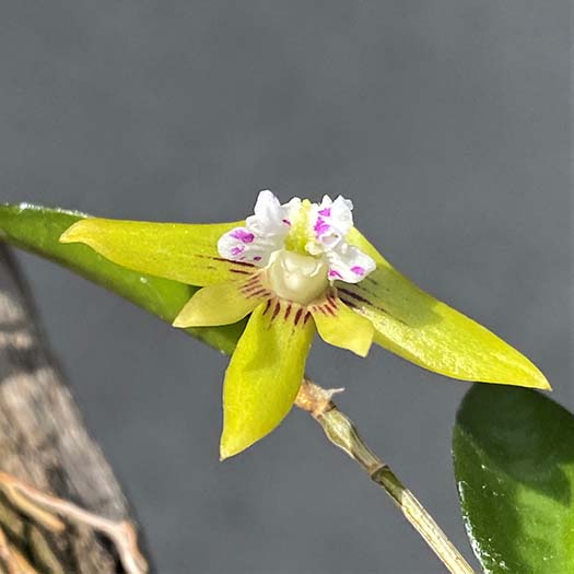 Southern California Orchid Species Society