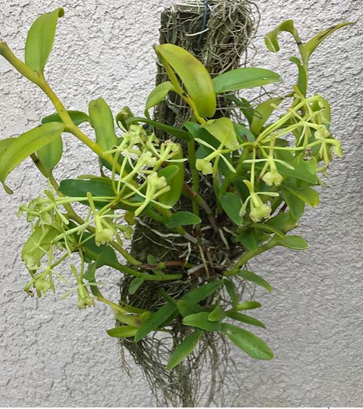 Southern California Orchid Species Society 09-2021