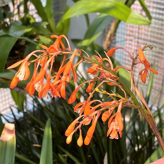 Southern California Orchid Species Society 09-2021