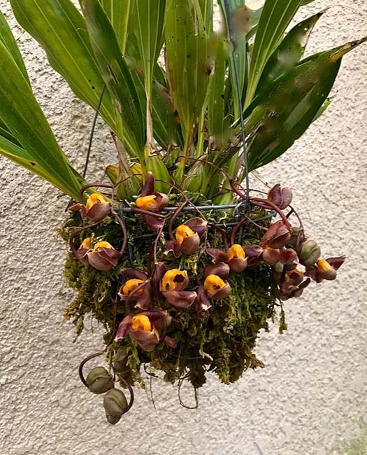 Southern California Orchid Species Society 11-2021a