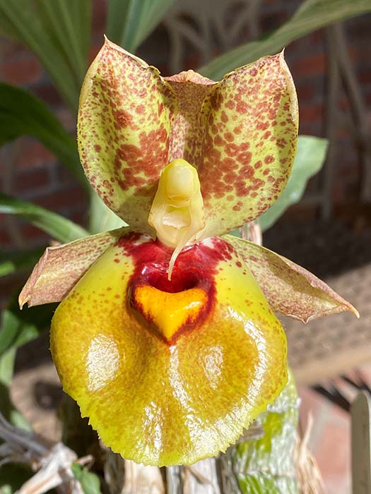 Southern California Orchid Species Society 11-2021a