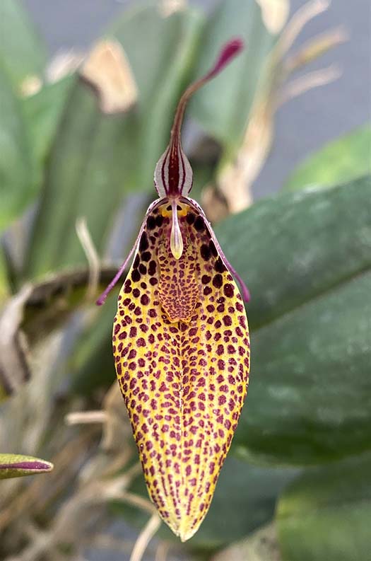 Southern California Orchid Species Society 11-2021a