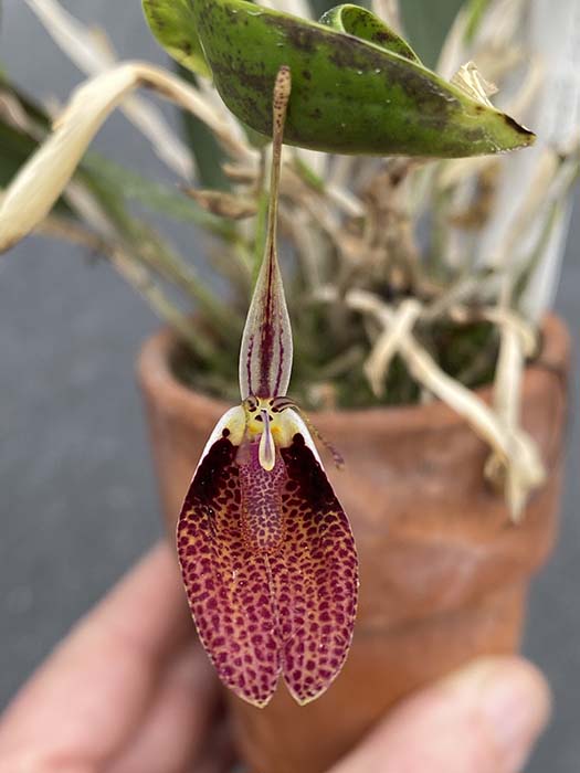 Southern California Orchid Species Society 11-2021a