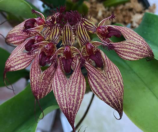 Southern California Orchid Species Society 1-2-22