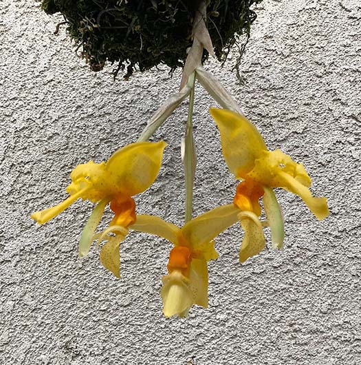 Southern California Orchid Species Society 1-2-22