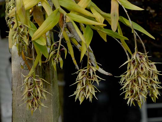 Southern California Orchid Species Society 1-2-22