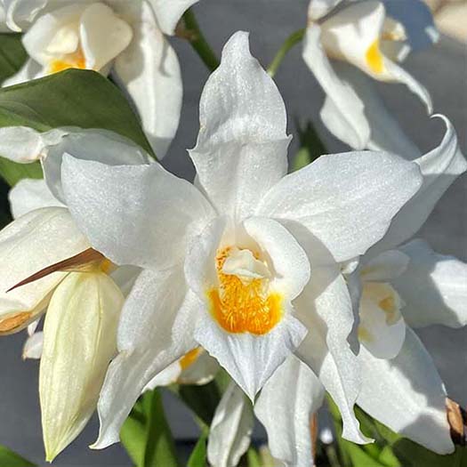 Southern California Orchid Species Society 1-2-22