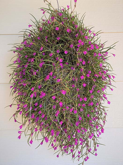 Southern California Orchid Species Society 1-2-22