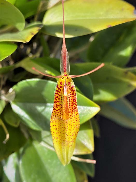 Southern California Orchid Species Society 1-2-22