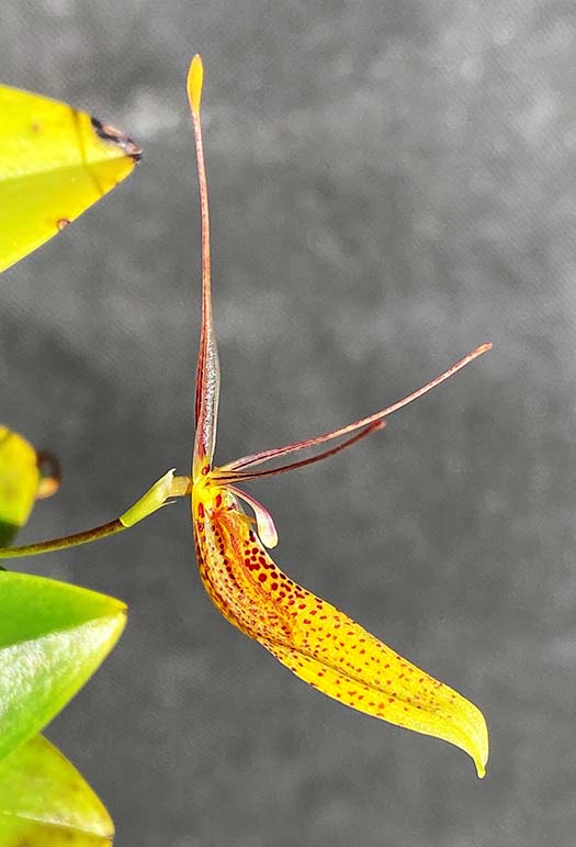 Southern California Orchid Species Society 1-2-22
