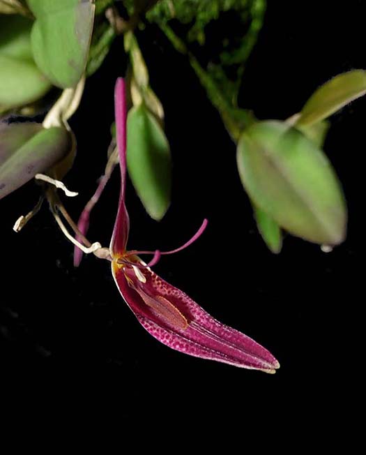 Southern California Orchid Species Society