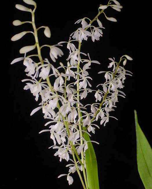 Southern California Orchid Species Society