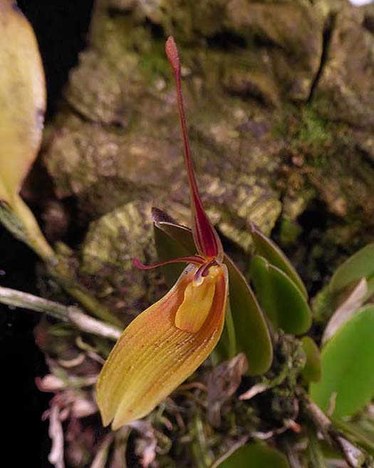 Southern California Orchid Species Society