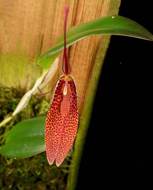 Southern California Orchid Species Society