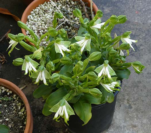 Southern California Orchid Species Society