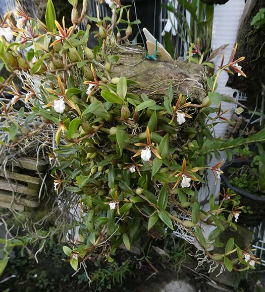 Southern California Orchid Species Society