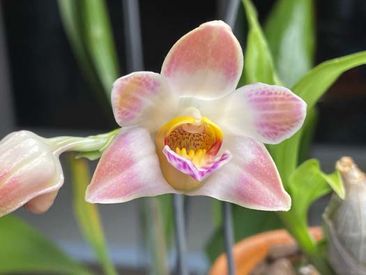 Southern California Orchid Species Society 5-2022