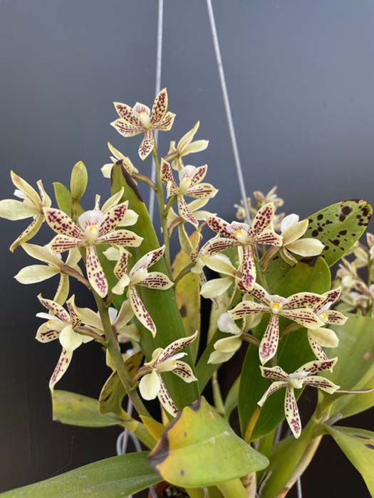 Southern California Orchid Species Society 5-2022