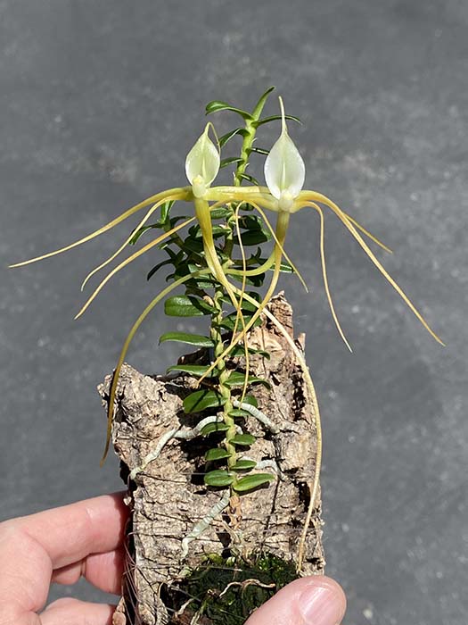 Southern California Orchid Species Society 5-2022