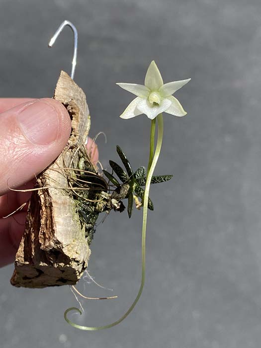 Southern California Orchid Species Society 5-2022