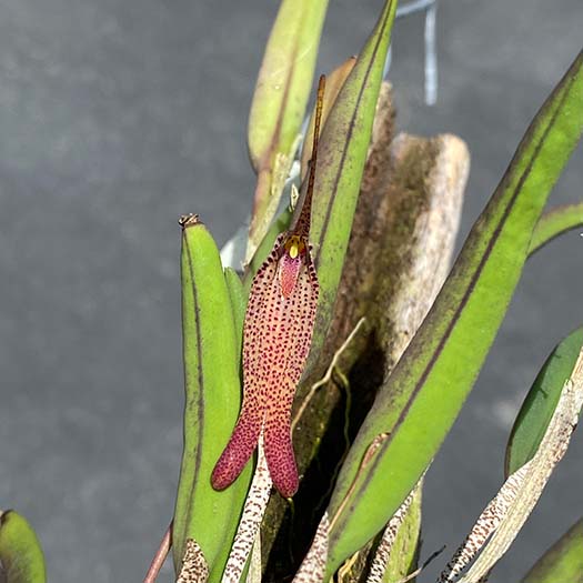 Southern California Orchid Species Society 5-2022